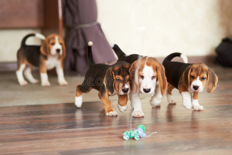 Beagle puppy at home stock image. Image of champion, happy - 76410975