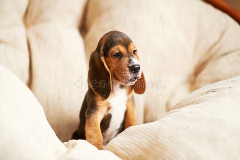 Beagle puppy at home stock image. Image of hound, pedigree - 76411019