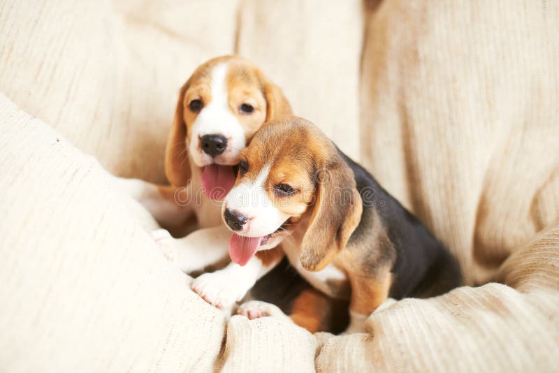 Beagle puppy at home stock image. Image of nose, play - 76411083