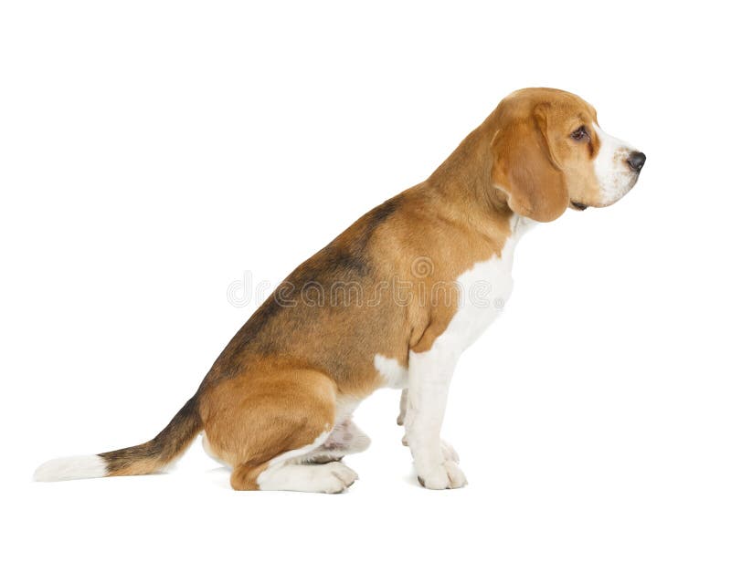 141 Sitting Beagle Side View Stock Photos - Free & Royalty-Free Stock ...