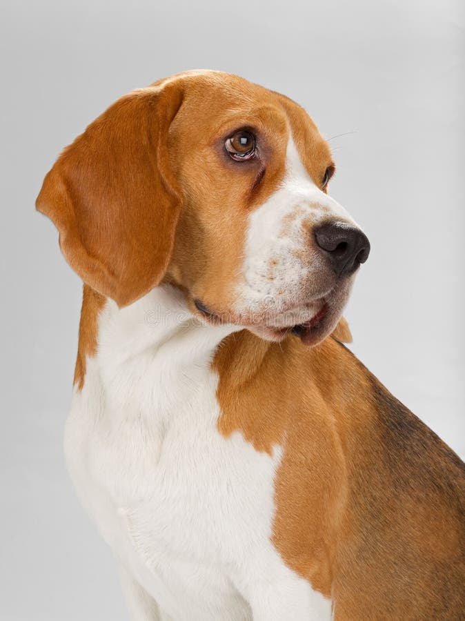 Beagle Puppy Isolated on White Background Stock Image - Image of ...