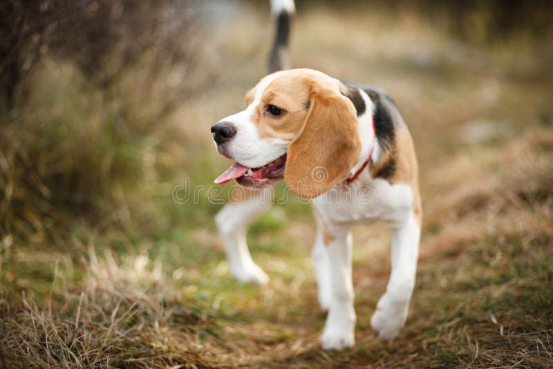 Beagle puppy looking back stock photo. Image of tricolor - 23503010