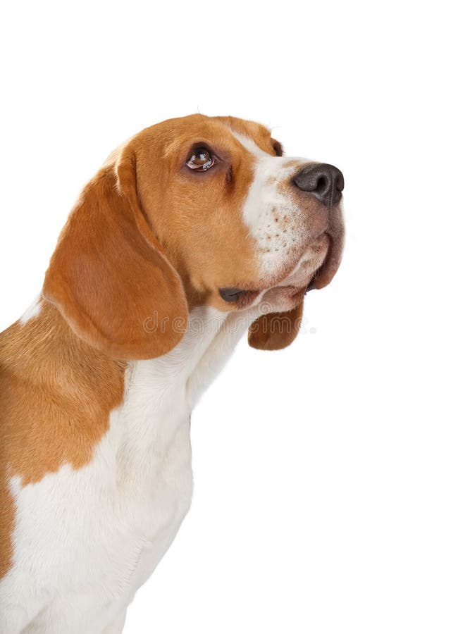 Beagle puppy looking up stock photo. Image of view, begging - 76695232