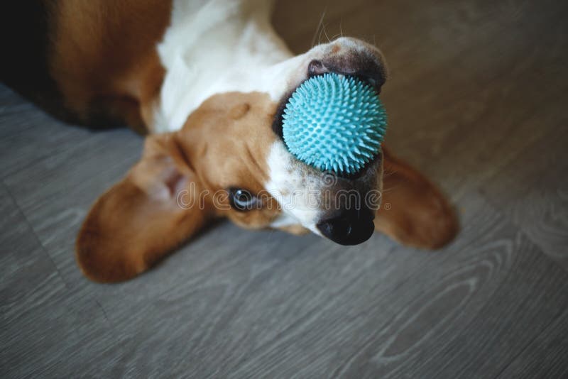 Beagle Puppy Lying on Its Back on the Floor Stock Image - Image of ...