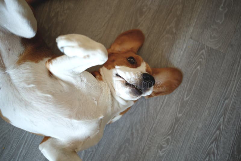 Beagle Puppy Lying on Its Back on the Floor Stock Image - Image of ...