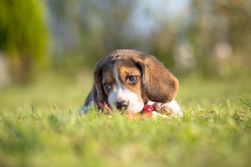 Beagle puppy stock image. Image of closeup, copy, little - 48570003