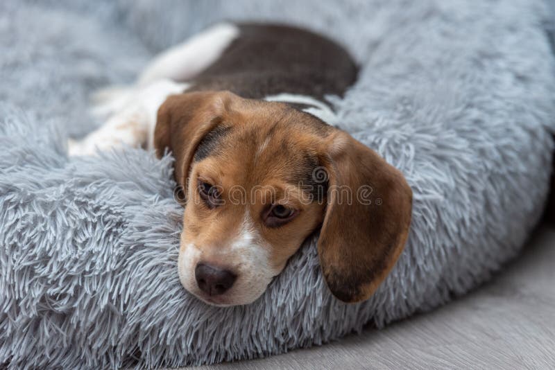 Beagle Puppy Resting on a Couch Stock Photo - Image of animals, puppy ...