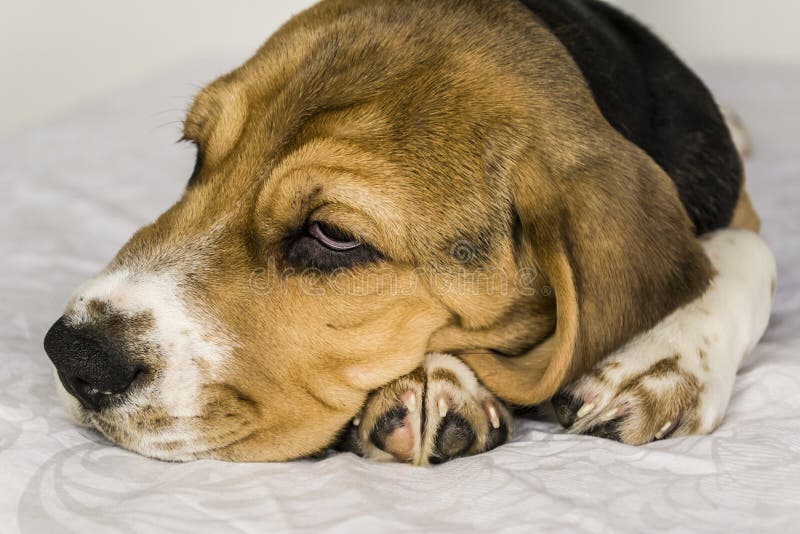 Sad Beagle Puppy Stock Images - Download 1,215 Royalty Free Photos