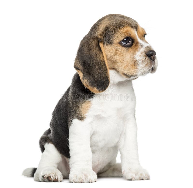 Front View of a Beagle Puppy Biting a Rope Toy, Isolated Stock Image ...