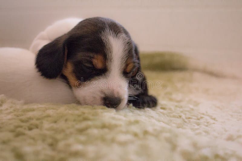 Beagle Puppy Sleeping Tight Stock Photo - Image of muzzle, tricolor ...