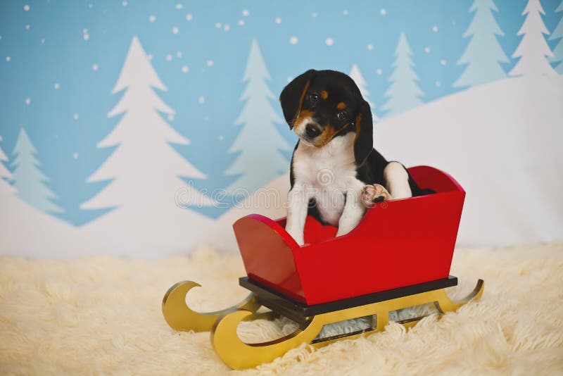 Beagle puppy in a sleigh stock image. Image of brown - 35762679