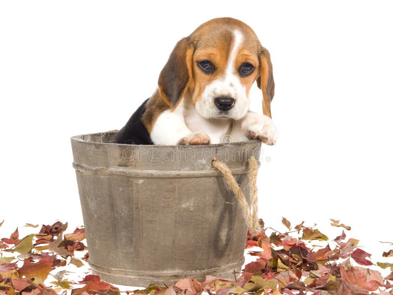Beagle Puppy in Wooden Barrel Stock Photo - Image of beautiful, dogs ...