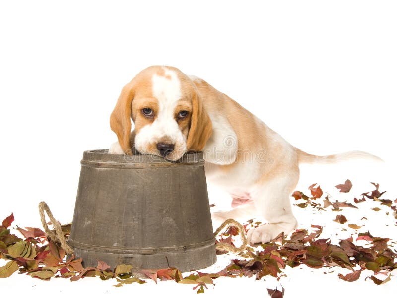 Beagle Puppy with Wooden Barrel Stock Image - Image of hound, brown ...
