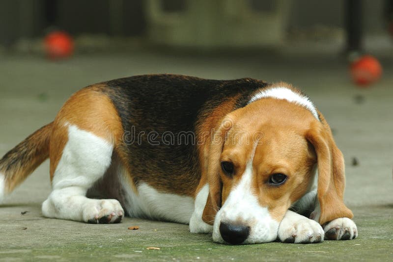 Beagle agachado imagen de archivo. Imagen de sentada - 32350241