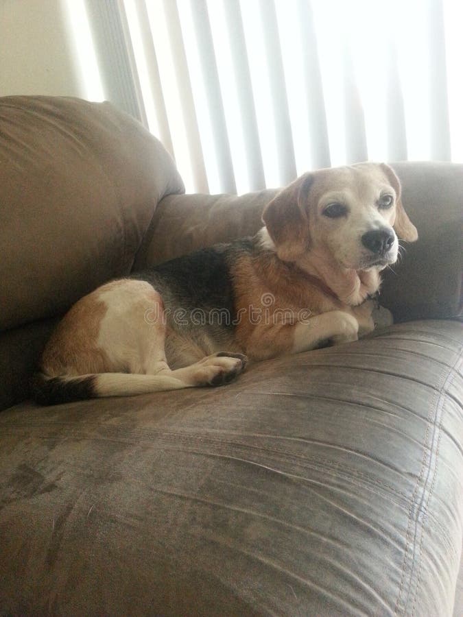 Beagle Relaxing stock photo. Image of relaxing, beagle - 54090798