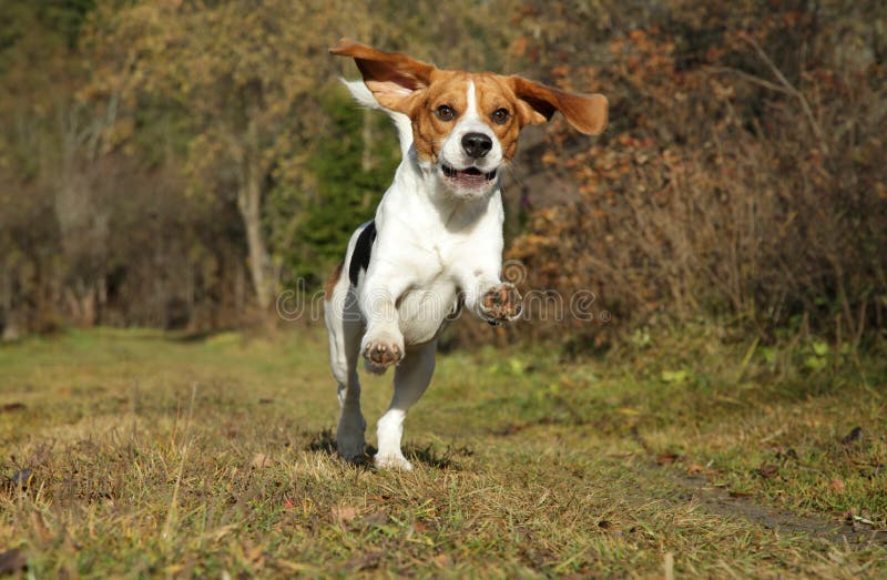 Beagle Running in Autumn Park Stock Image - Image of green, field: 22034519