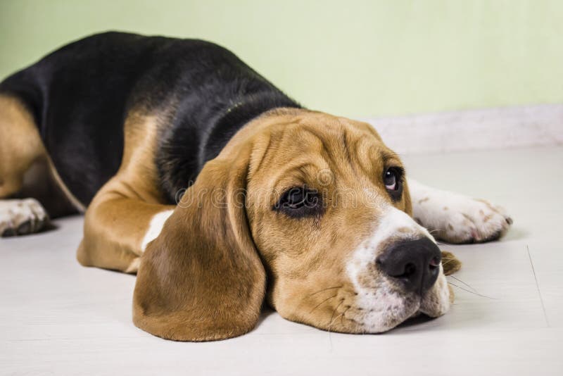 Beagle sad stock image. Image of lying, white, floor - 67223675