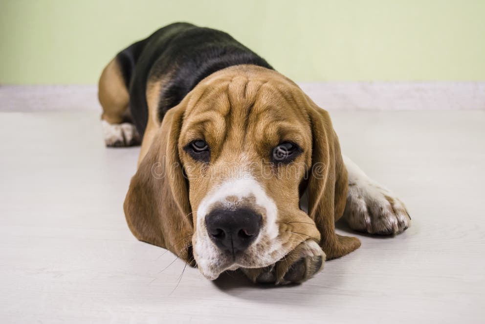 Beagle sad stock image. Image of hound, snout, puppy - 67223763