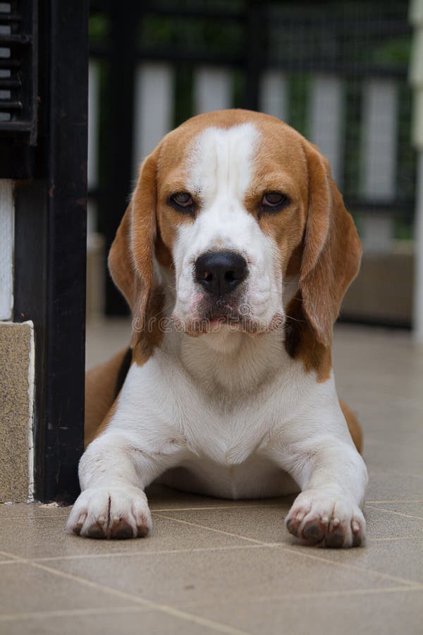 Beagle in sad mode stock photo. Image of shot, perfect - 79911336