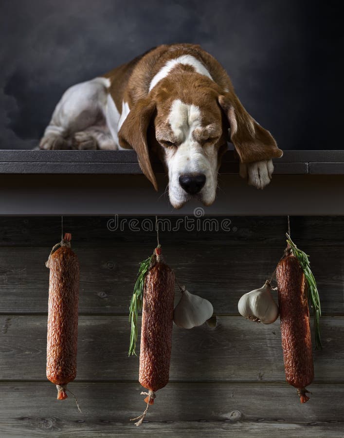 Beagle and salami . stock image. Image of cured, pedigree - 97082717