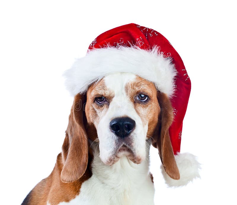 Beagle in Santa Hat Isolated on White Stock Photo - Image of playful ...