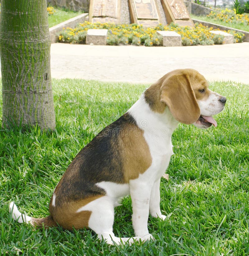 Beagle sideways stock image. Image of purebred, female - 3598421