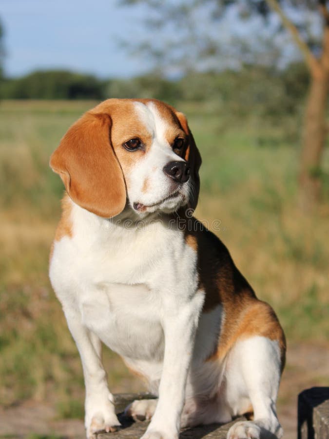 Beagle dog on green meadow stock image. Image of outdoor - 22034509