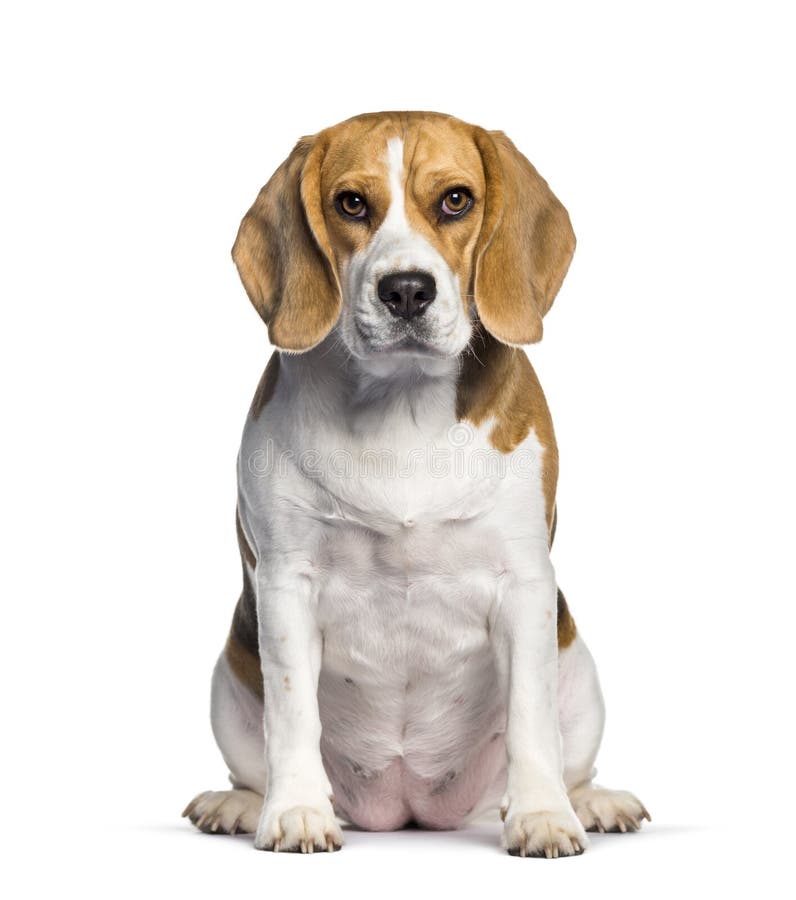 Beagle Sitting Against White Background Stock Image - Image of ...