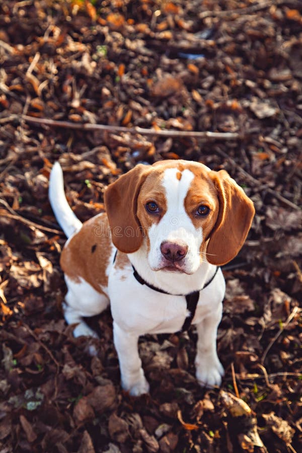 Beagle Sitting on the Autumn Meadow Stock Image - Image of nature ...