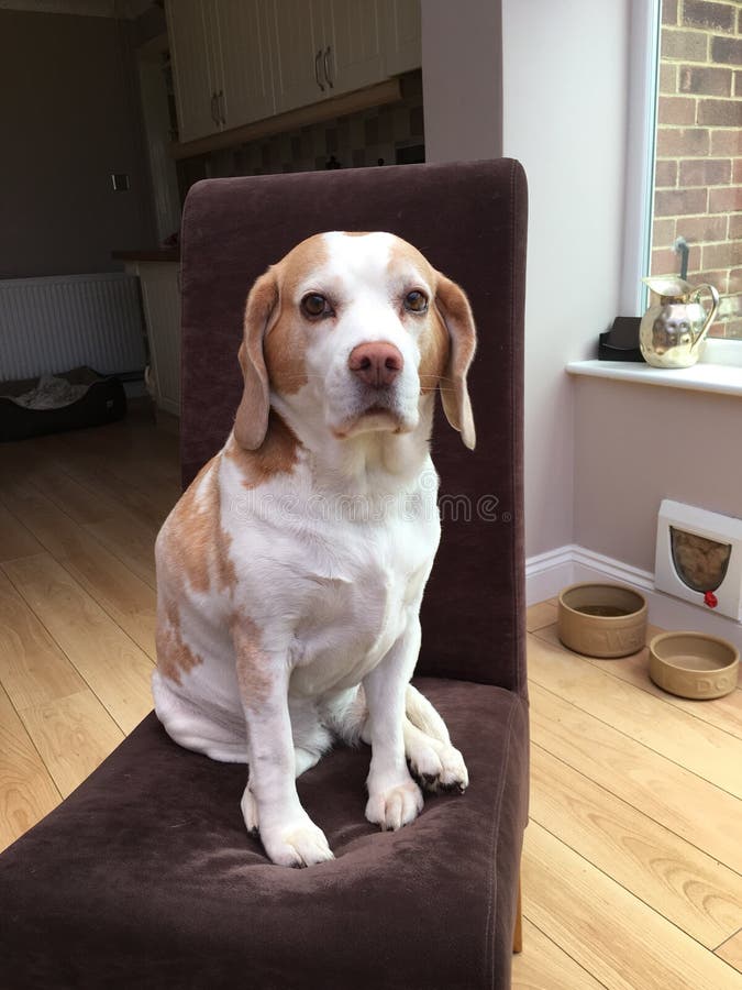 Beagle sitting on chair stock photo. Image of table, funny - 83775344