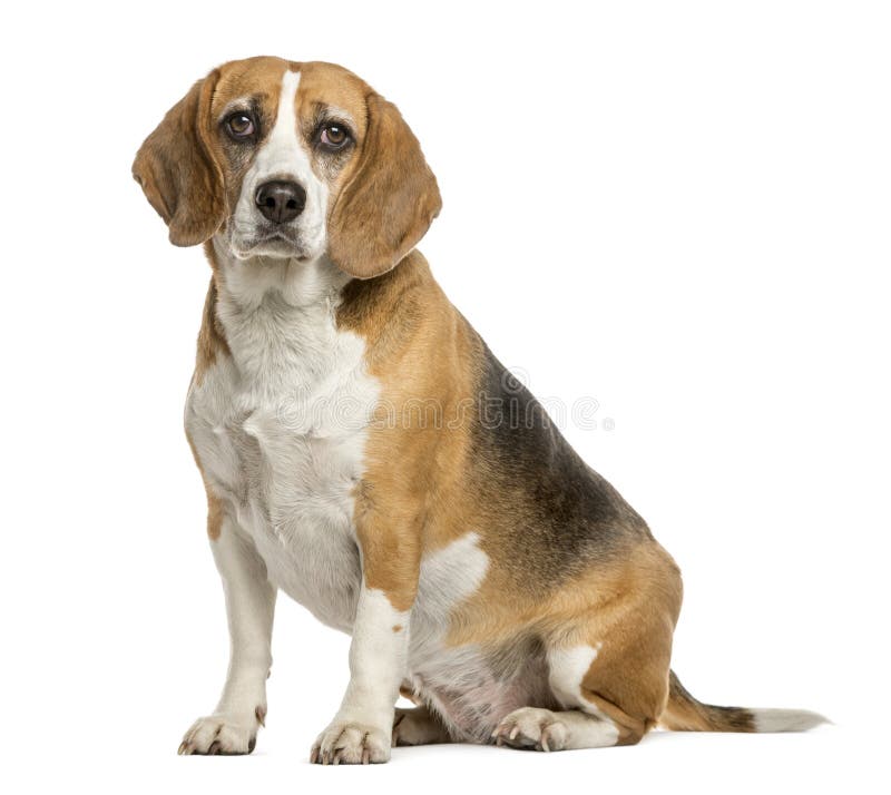 Beagle sitting stock image. Image of black, hound, studio - 67204255