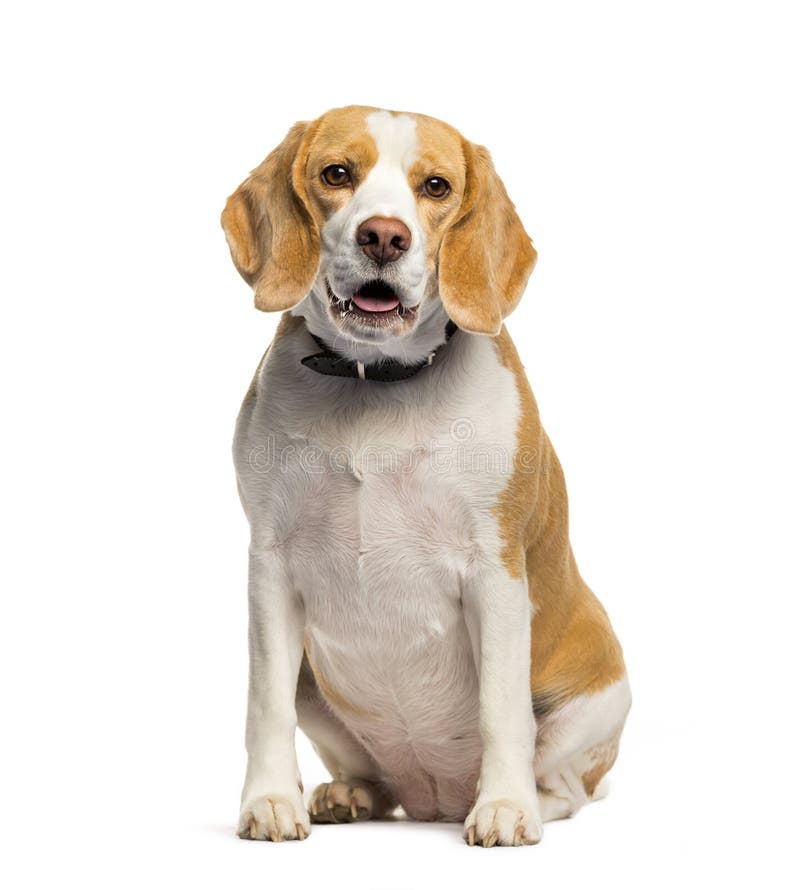 Beagle Sitting in Front of White Background Stock Image - Image of ...