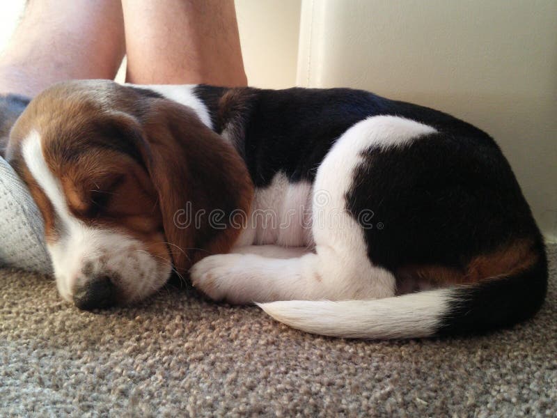 Beagle sleeping stock photo. Image of puppy, beagle, 2months - 59802602