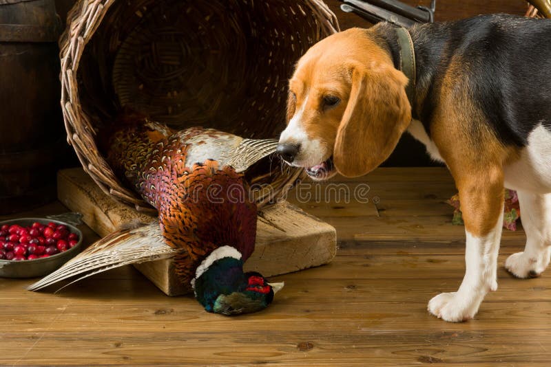 Beagle smelling pheasant stock image. Image of still - 58886773
