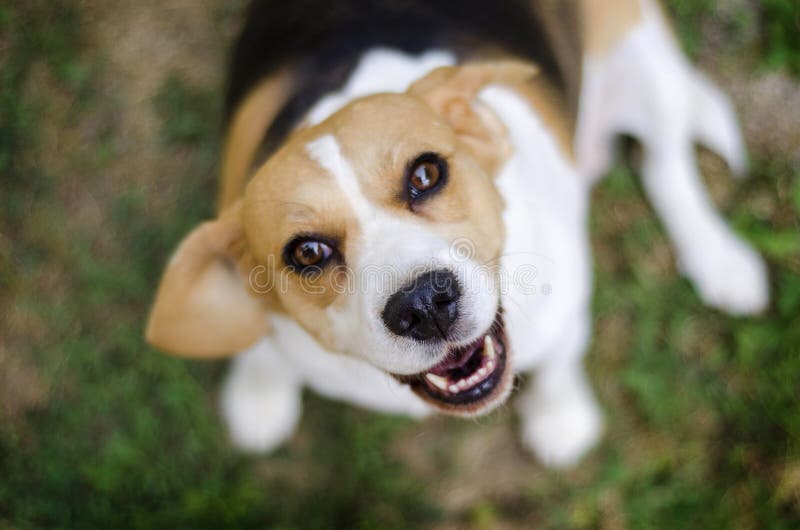 Beagle stock photo. Image of domestic, mouth, mammal - 59115842