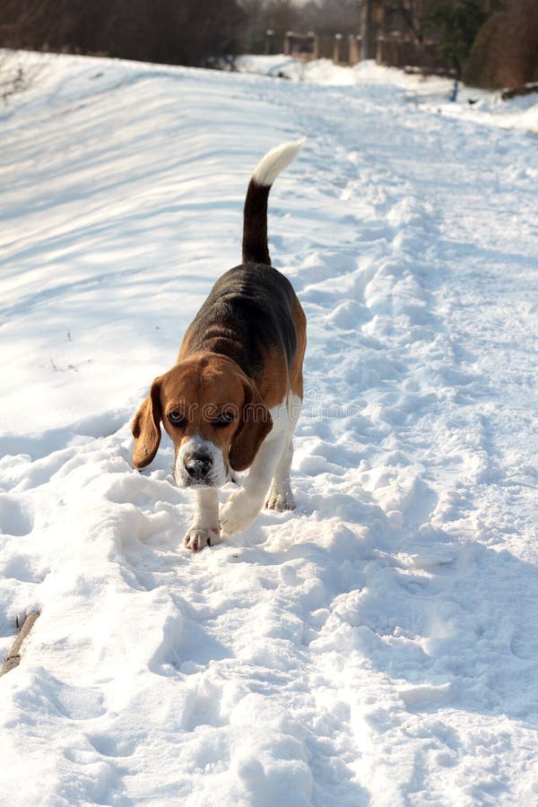 Beagle Boy stock image. Image of puppy, simple, adorable - 45007