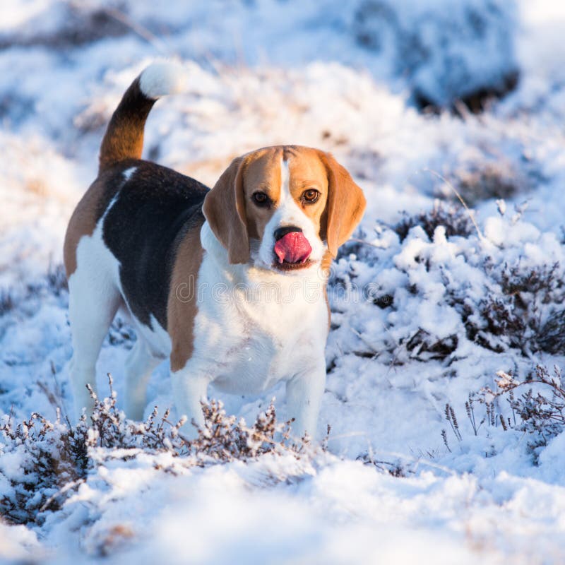 A beagle in the snow. stock image. Image of animal, explore - 28642749