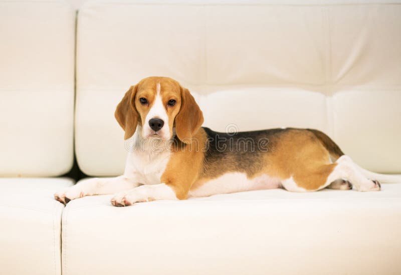 Beagle on the sofa stock photo. Image of purebred, portrait - 64889764