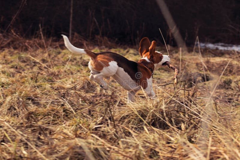 Beagle in spring forest stock image. Image of blured - 13721133