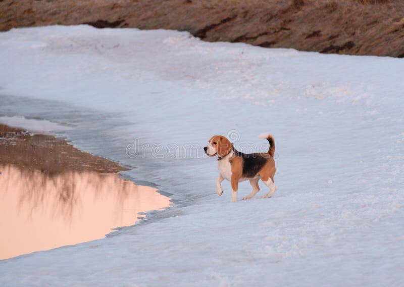 Beagle on a Spring Walk in the Sunset Stock Image - Image of purebred ...