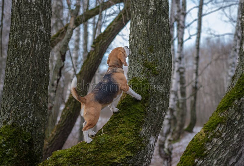 The Beagle in the Spring Woods Climbs the Tree Stock Image - Image of ...