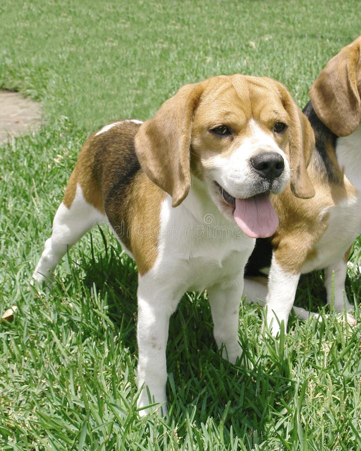 Beagle Standing Picture. Image: 3598099