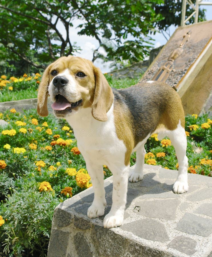 Beagle standing stock image. Image of canine, male, show - 3598433