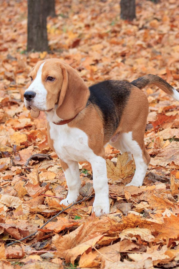 Beagle is Standing in the Autumn Foliage in the Park. Stock Photo ...