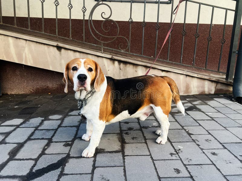 Beagle Standing Near a Railing on a Paved Surface Outdoors Stock Image ...