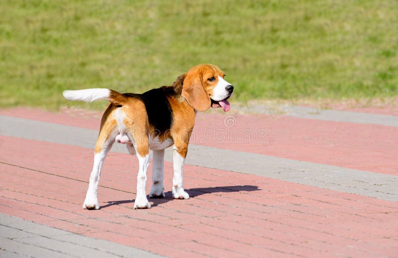 Beagle dog looks back. stock photo. Image of command - 112775118