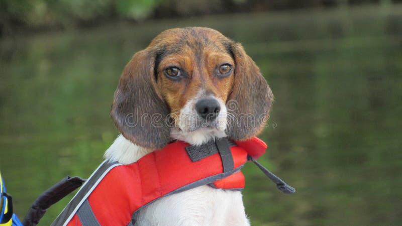 Beagle stare down stock image. Image of life, brown, water - 77454565