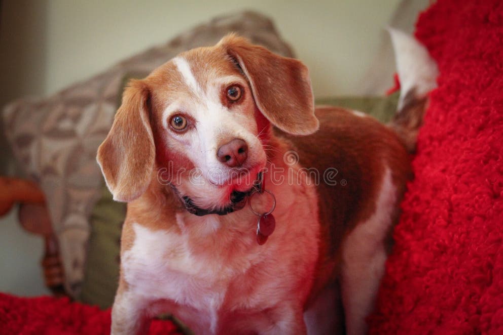 Beagle Staring at the Camera Stock Image - Image of interest, brown ...