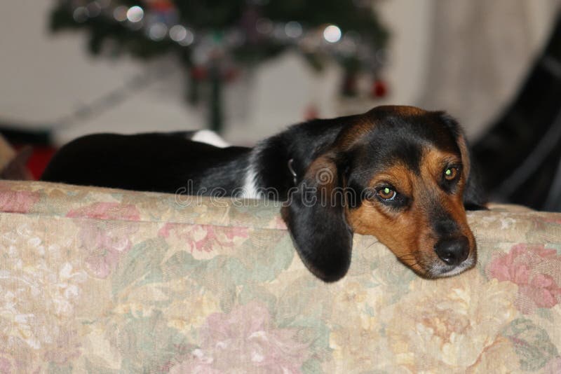 Beagle stock image. Image of lovely, couch, domestic - 83445681