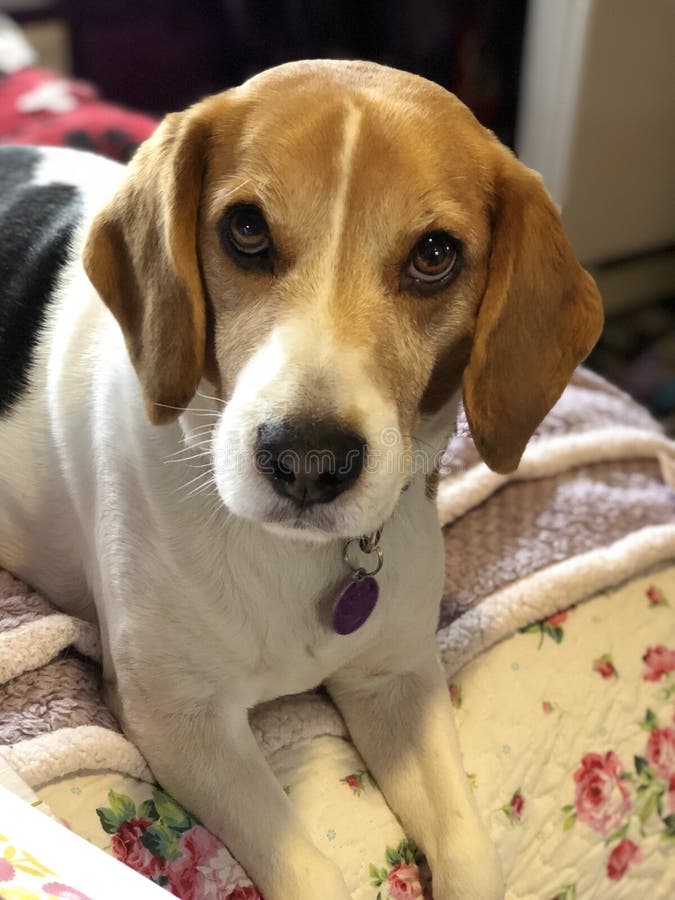 Beagle portrait tri color stock image. Image of beagle - 188425931